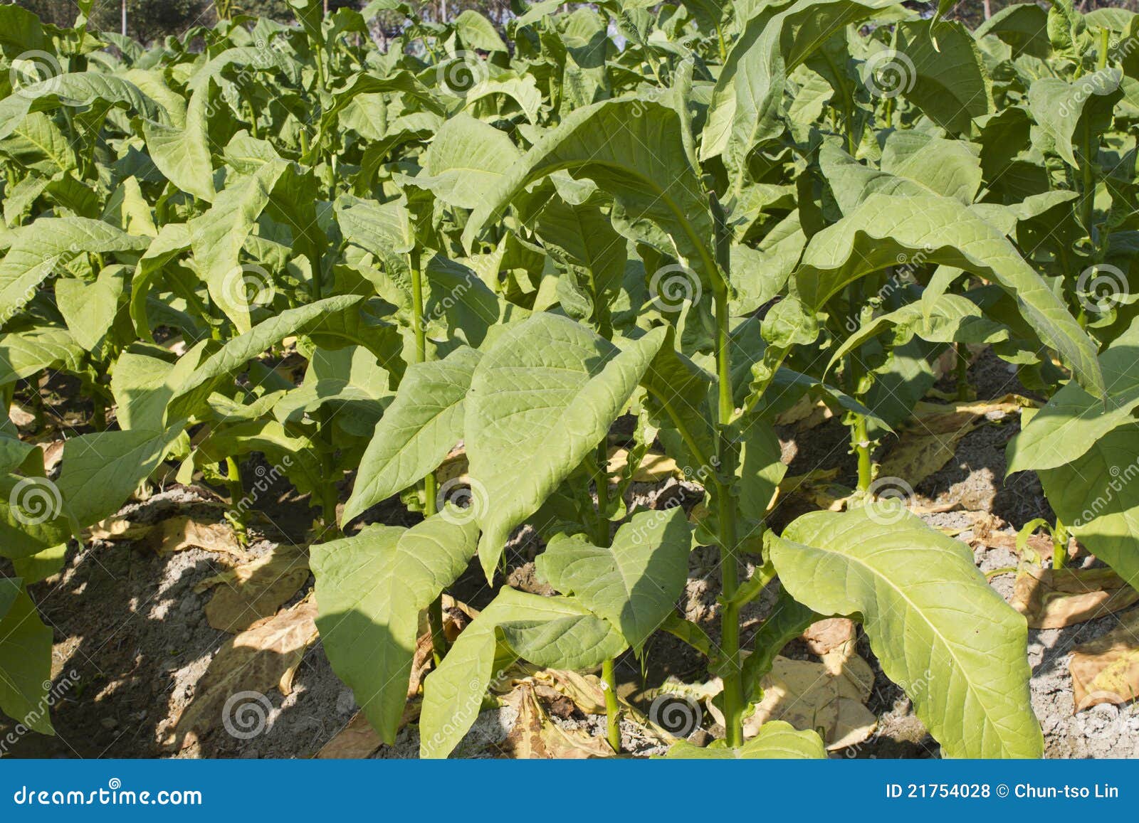 Tobacco field stock photo. Image of leafs, grow, landscape - 21754028
