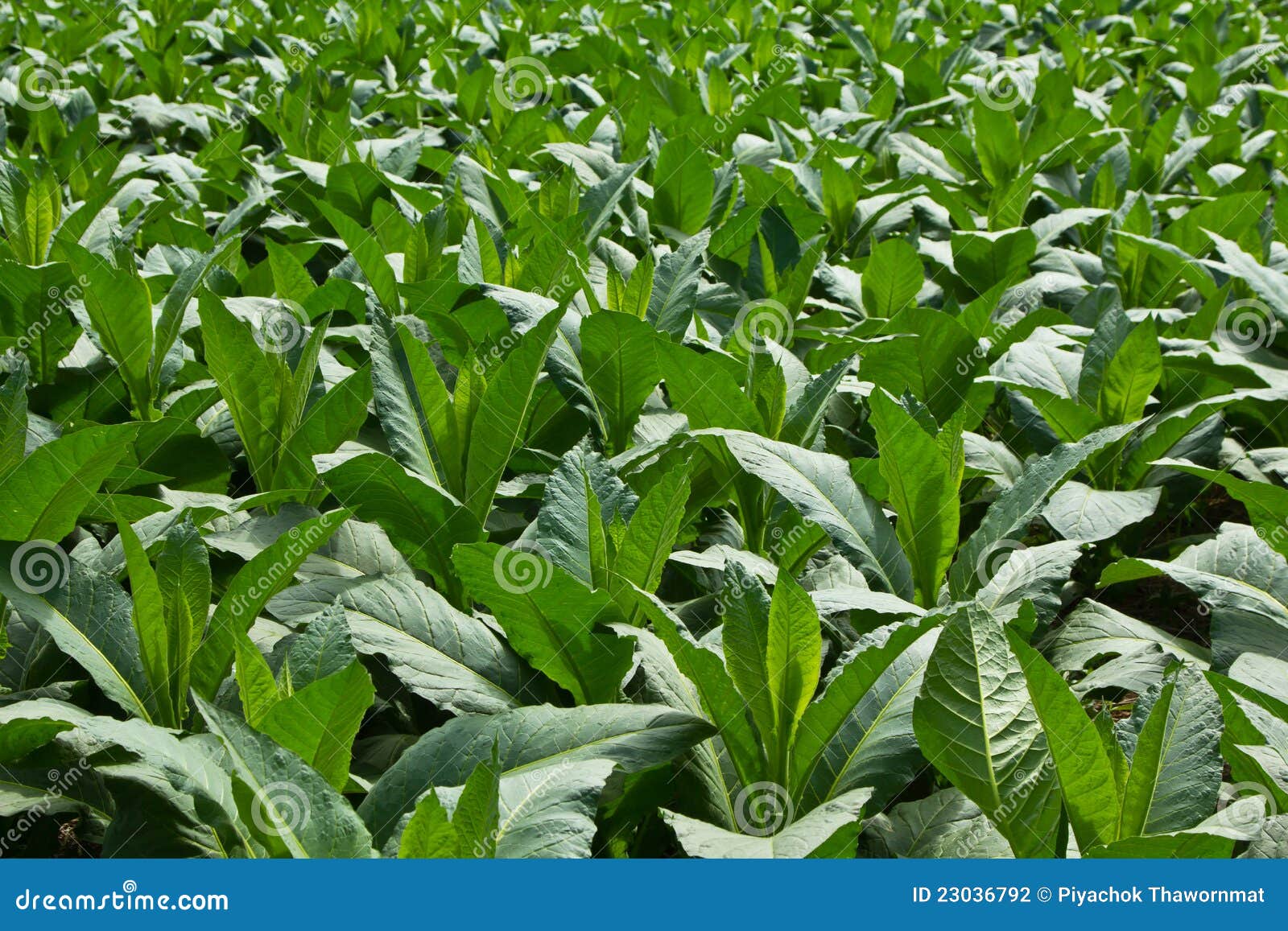 Tobacco field stock photo. Image of garden, background - 23036792