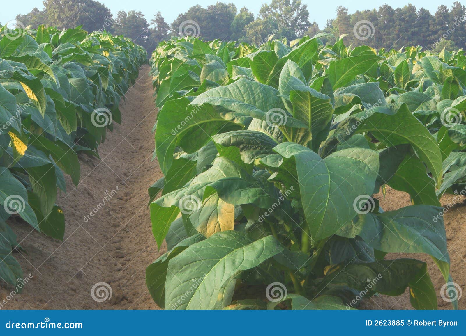 Tobacco Field stock image. Image of harvest, rows, cigarettes - 2623885