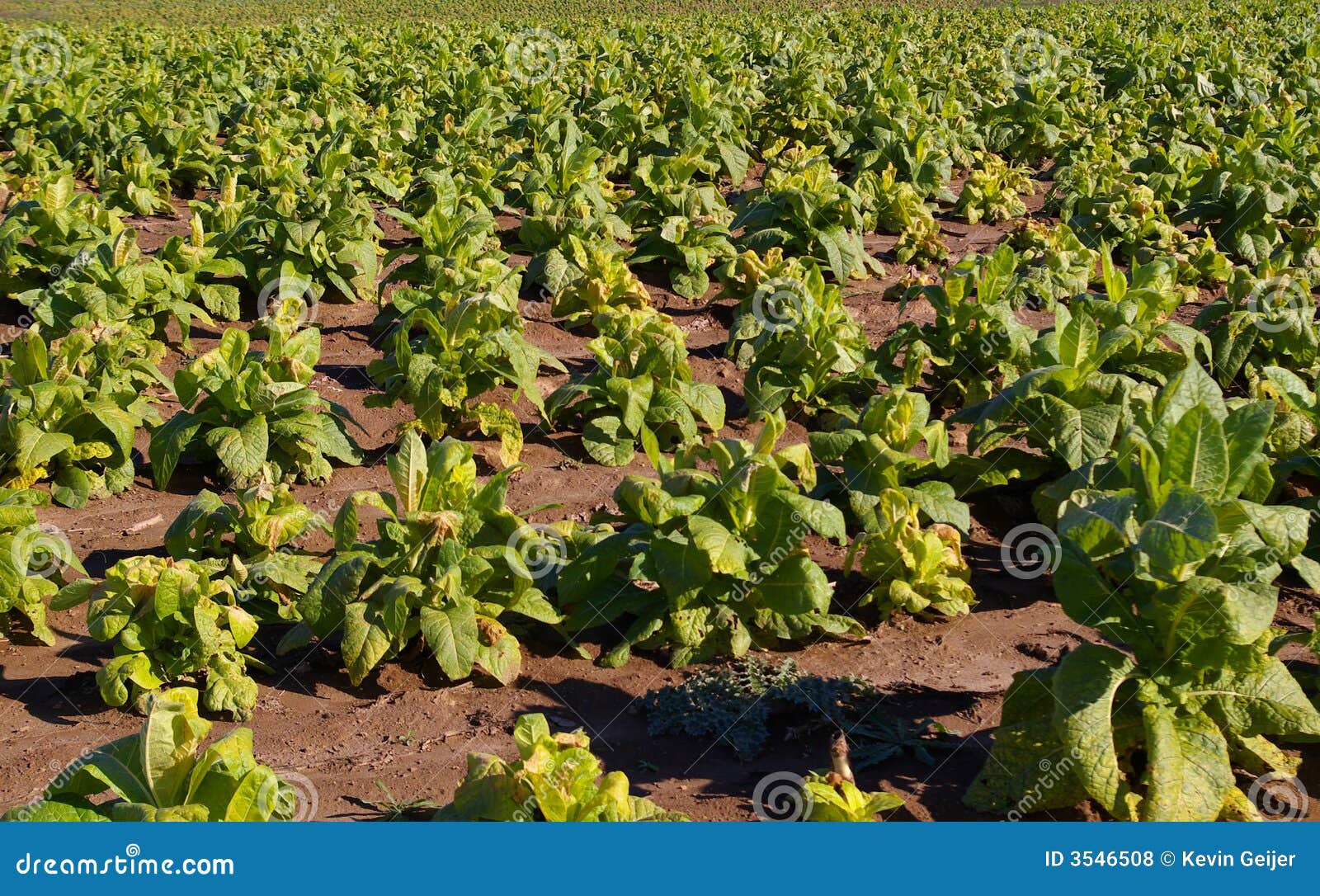 Tobacco Field stock photo. Image of crops, farming, agriculture - 3546508