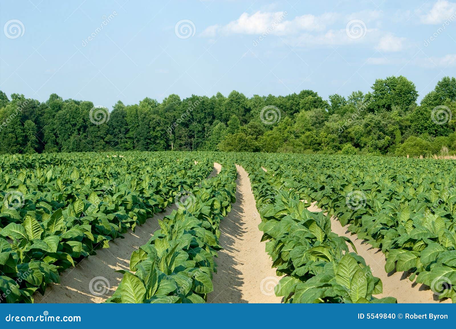 Tobacco Field stock photo. Image of products, plants, farming - 5549840