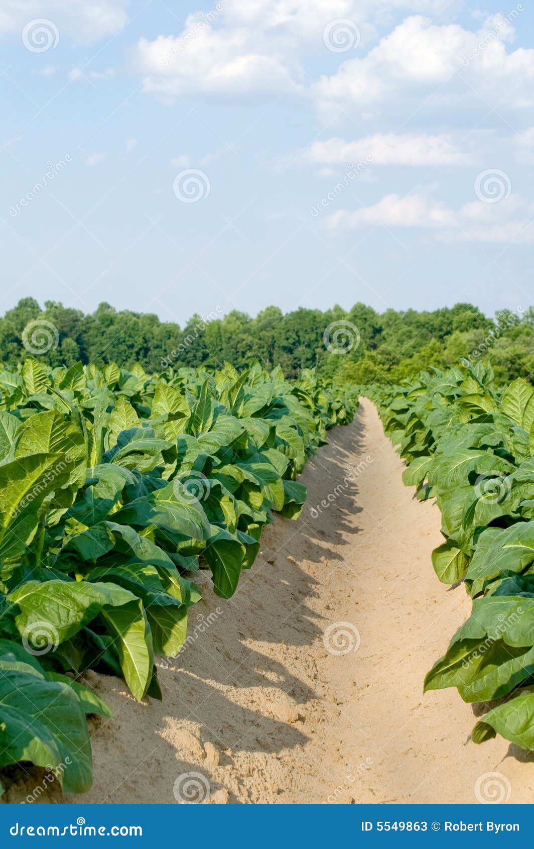 Tobacco Field stock image. Image of plantation, cigarettes - 5549863
