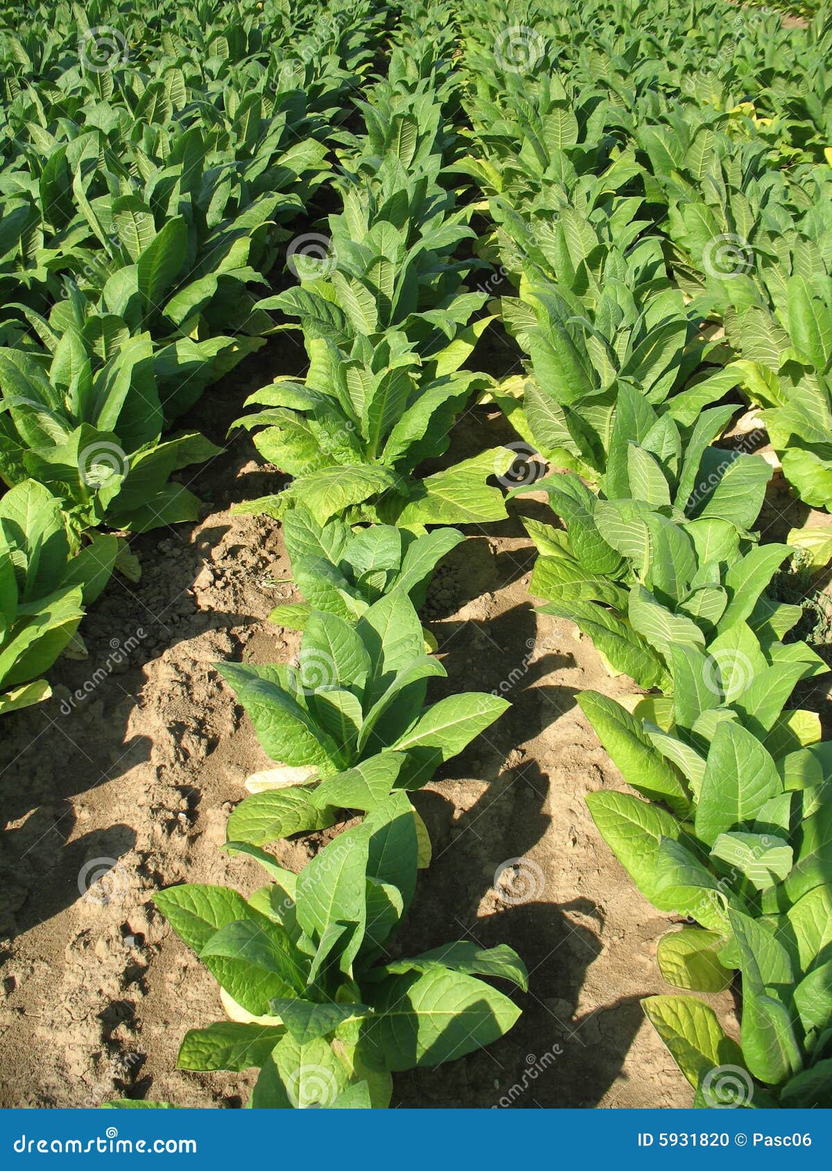 Tobacco field stock photo. Image of plantation, tabaco - 5931820