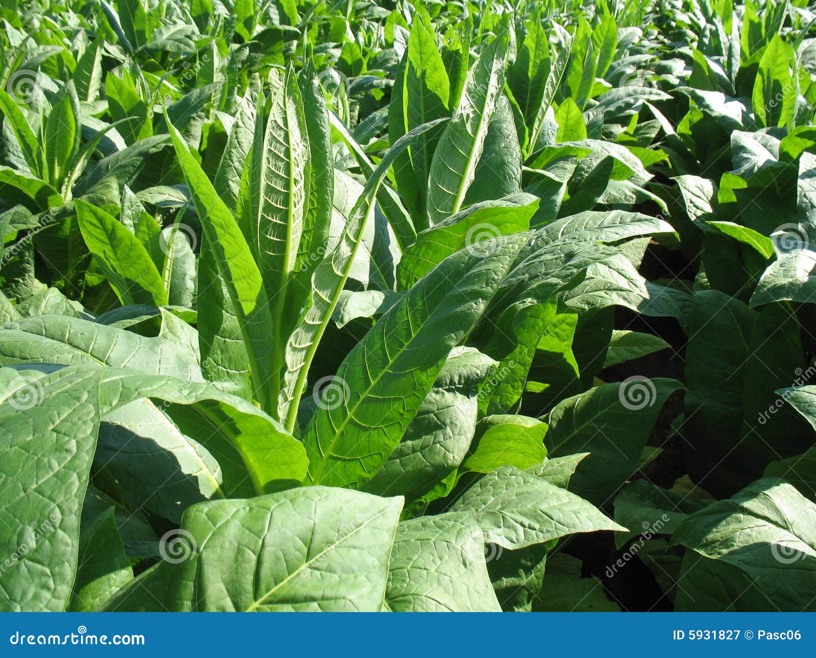 Tobacco field stock image. Image of farmland, cigar, leaves - 5931827