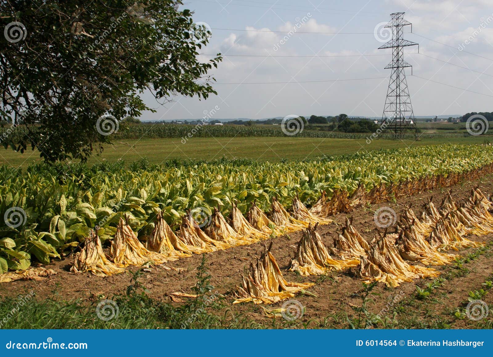 Tobacco field stock photo. Image of harvest, blue, plant - 6014564
