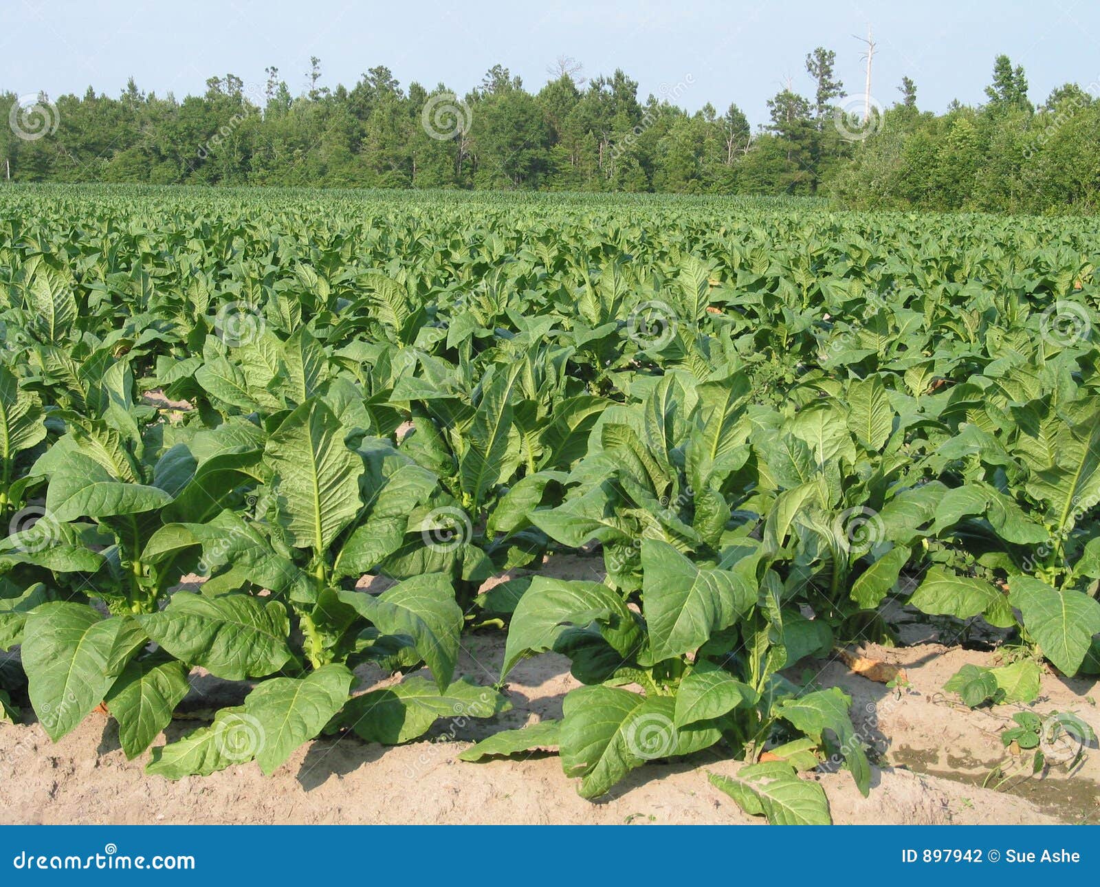 Tobacco field stock photo. Image of tobacco, grow, smoke - 897942