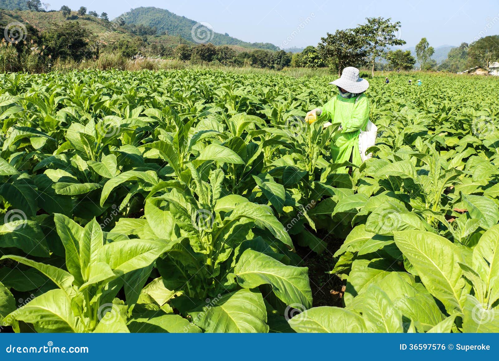 Tobacco field stock photo. Image of pick, land, barn - 36597576