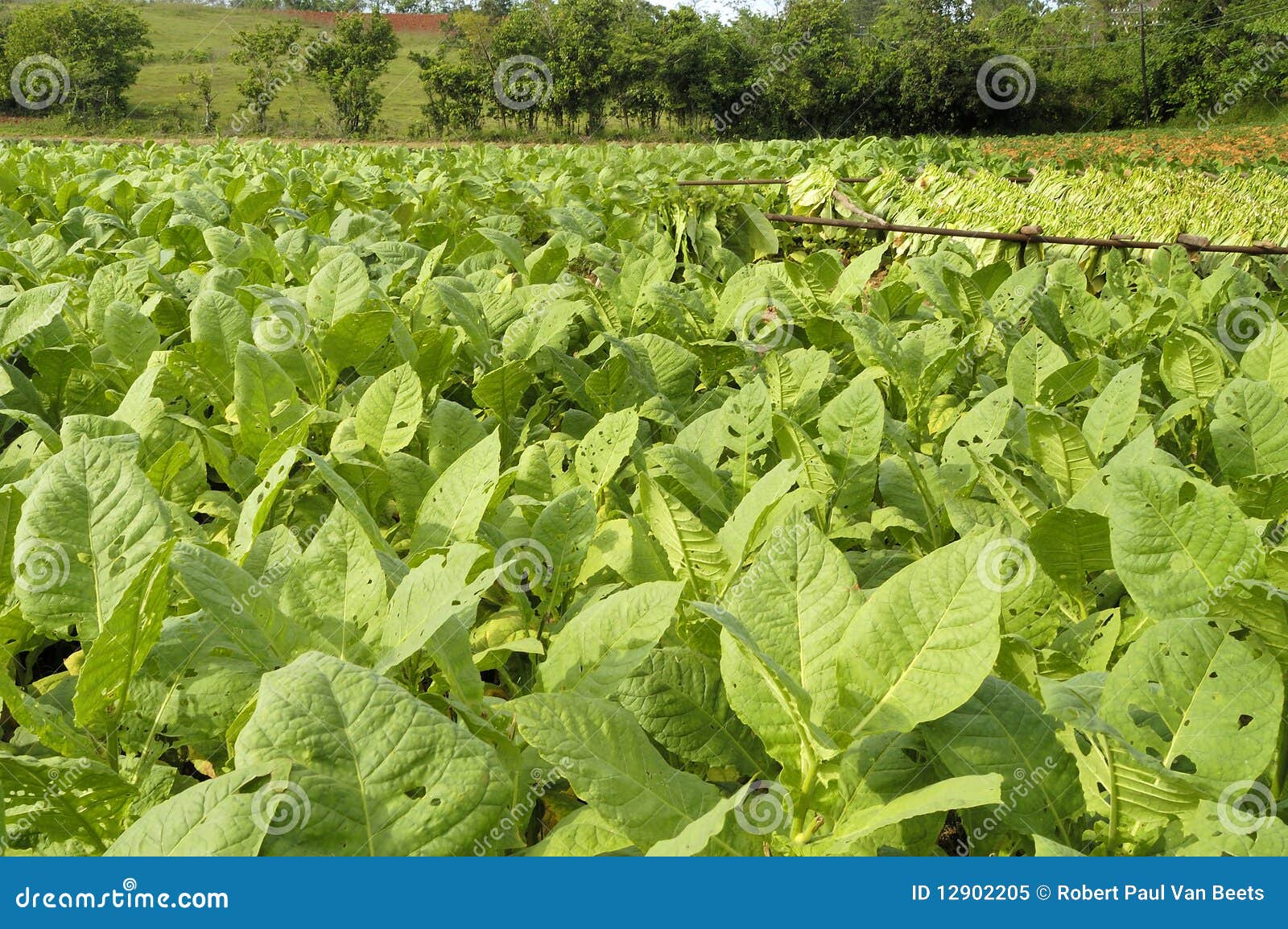 Tobacco field in Cuba stock image. Image of agriculture - 12902205