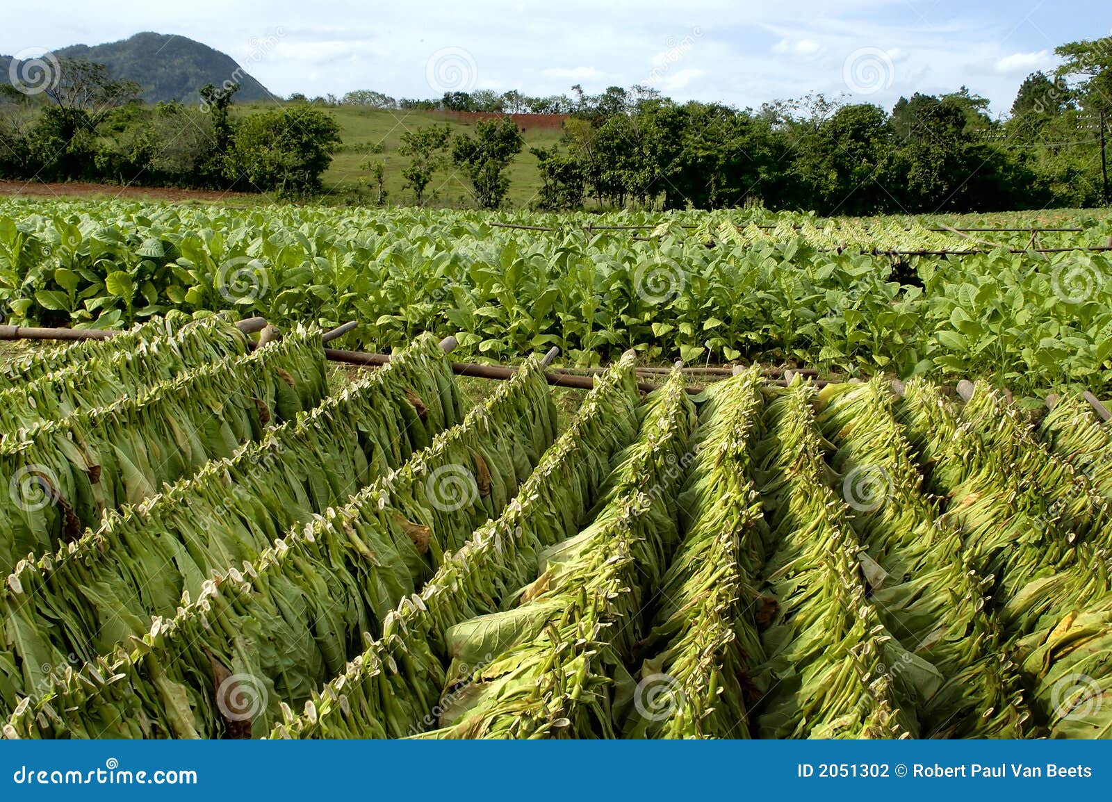 Tobacco field in Cuba stock photo. Image of harvest, cigars - 2051302