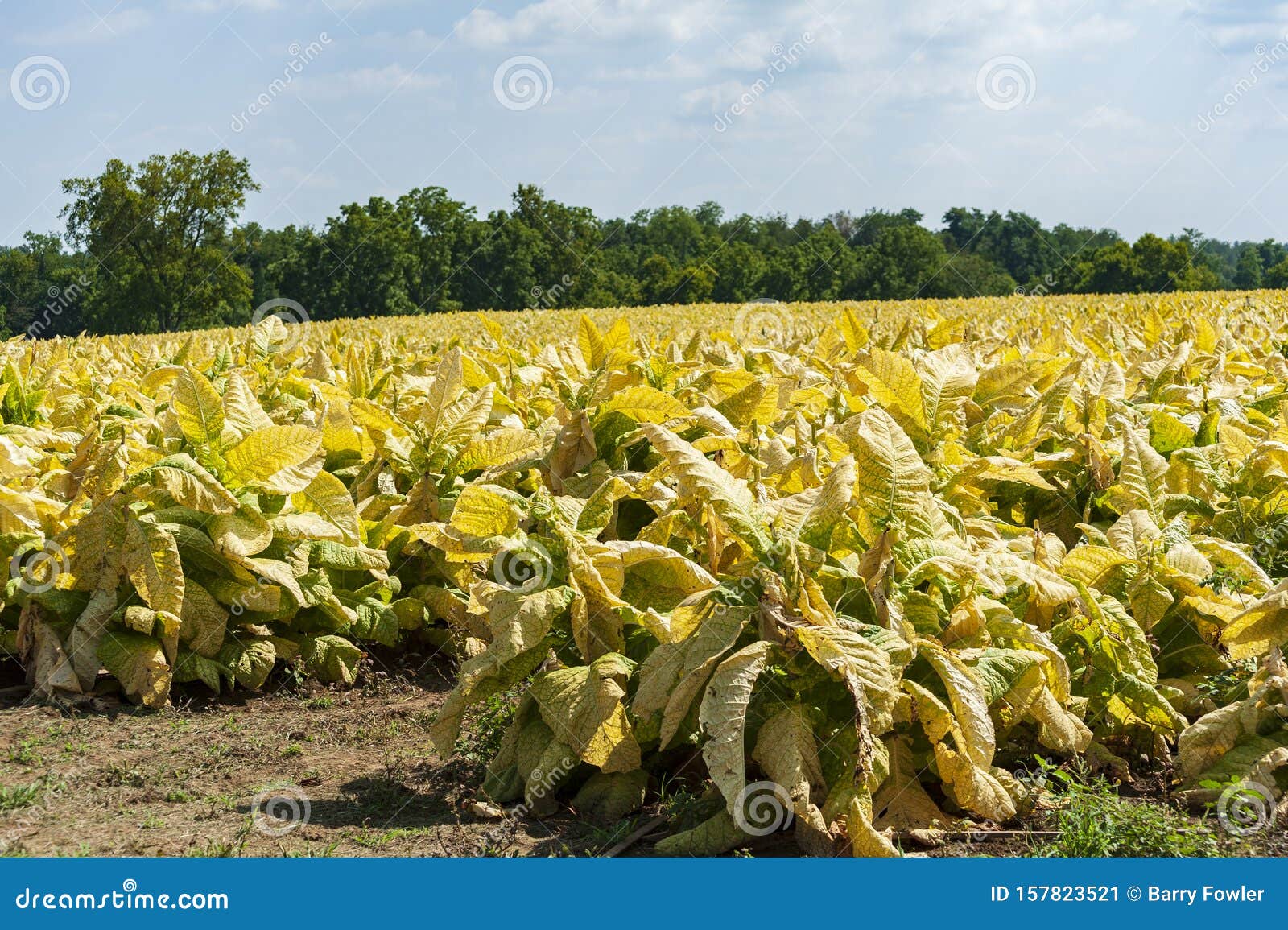 Tobacco in the Field on the Farm Stock Image - Image of farming, season ...