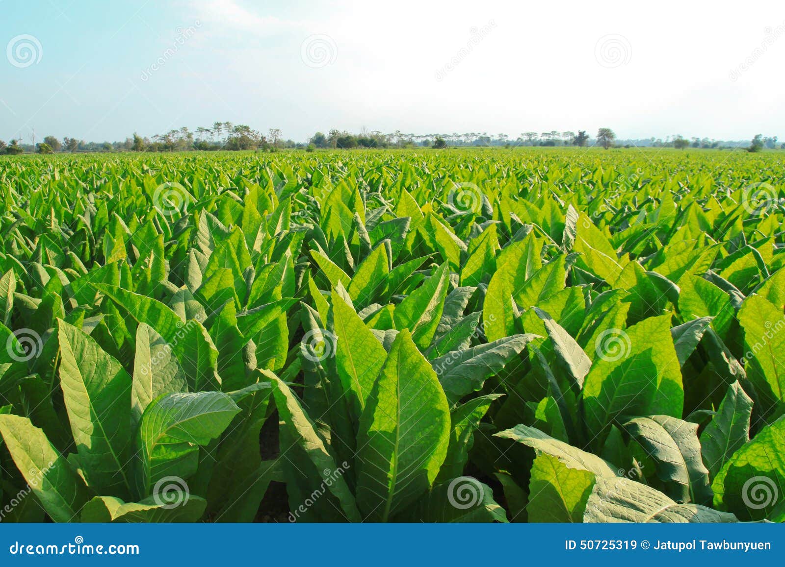 Tobacco field stock image. Image of habit, leafs, medicine - 50725319