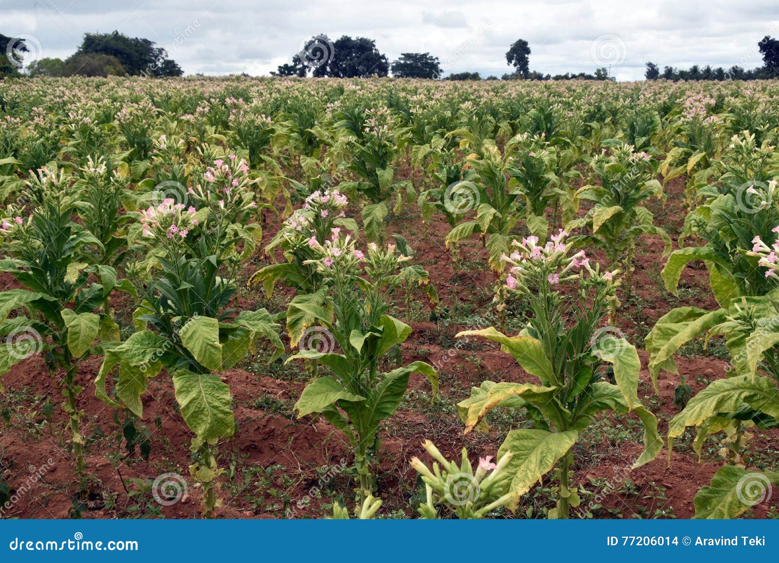Tobacco field stock photo. Image of blossom, nature, growing - 77206014