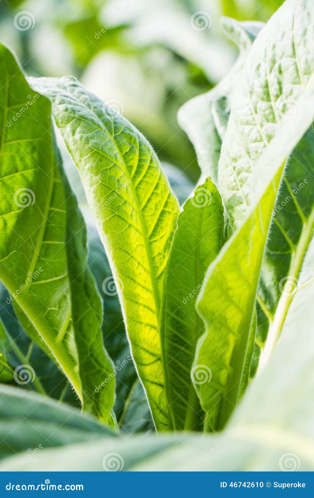 Tobacco field stock photo. Image of plantation, tobacco - 46742610