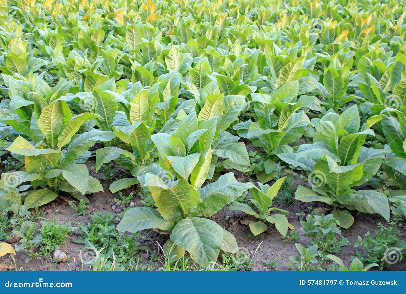 Tobacco field stock image. Image of cigarette, harvest - 57481797