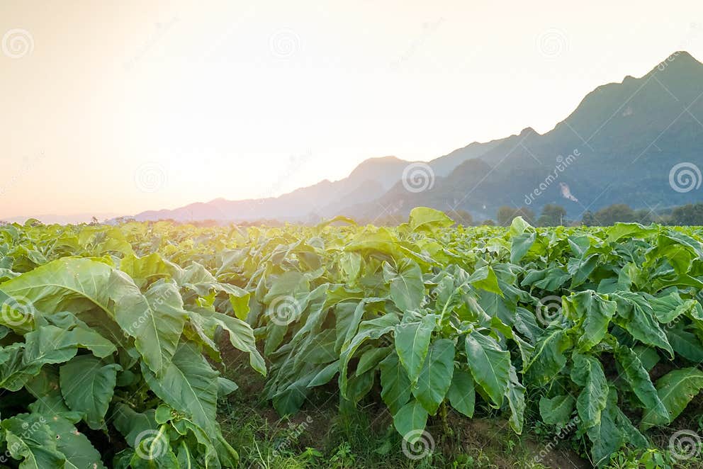 The Tobacco Field in Sunset Time. Stock Image - Image of farm ...
