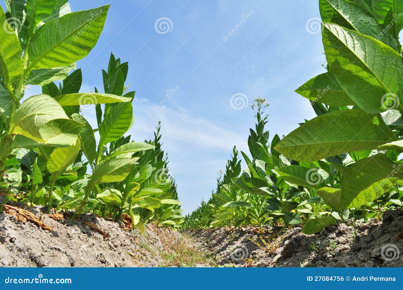 Tobacco Field in a Village stock photo. Image of plants - 27084756