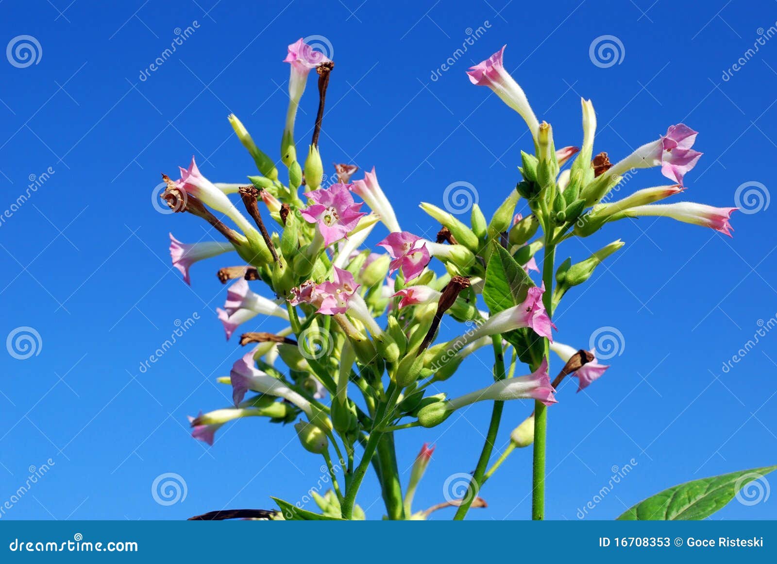 Tobacco flower stock image. Image of green, harvest, blue - 16708353