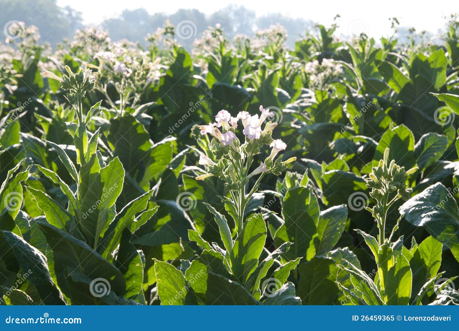 Tobacco flower stock image. Image of tobacco, virginia - 26459365