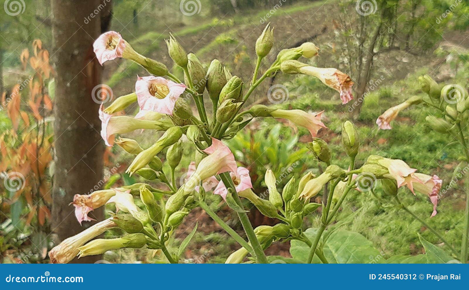 Tobacco flower blooming stock photo. Image of plant - 245540312