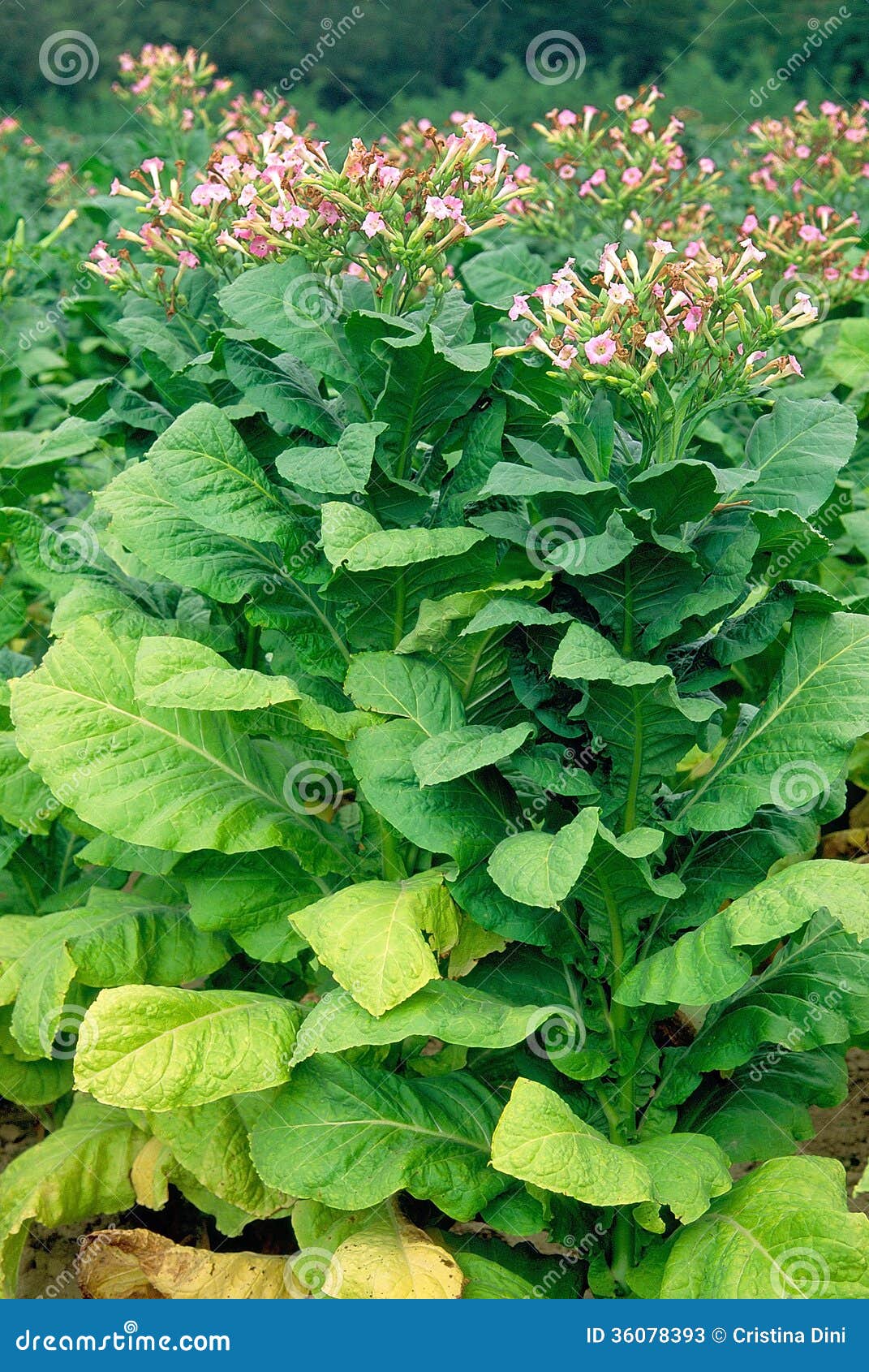 Tobacco flower stock image. Image of plant, countryside - 36078393
