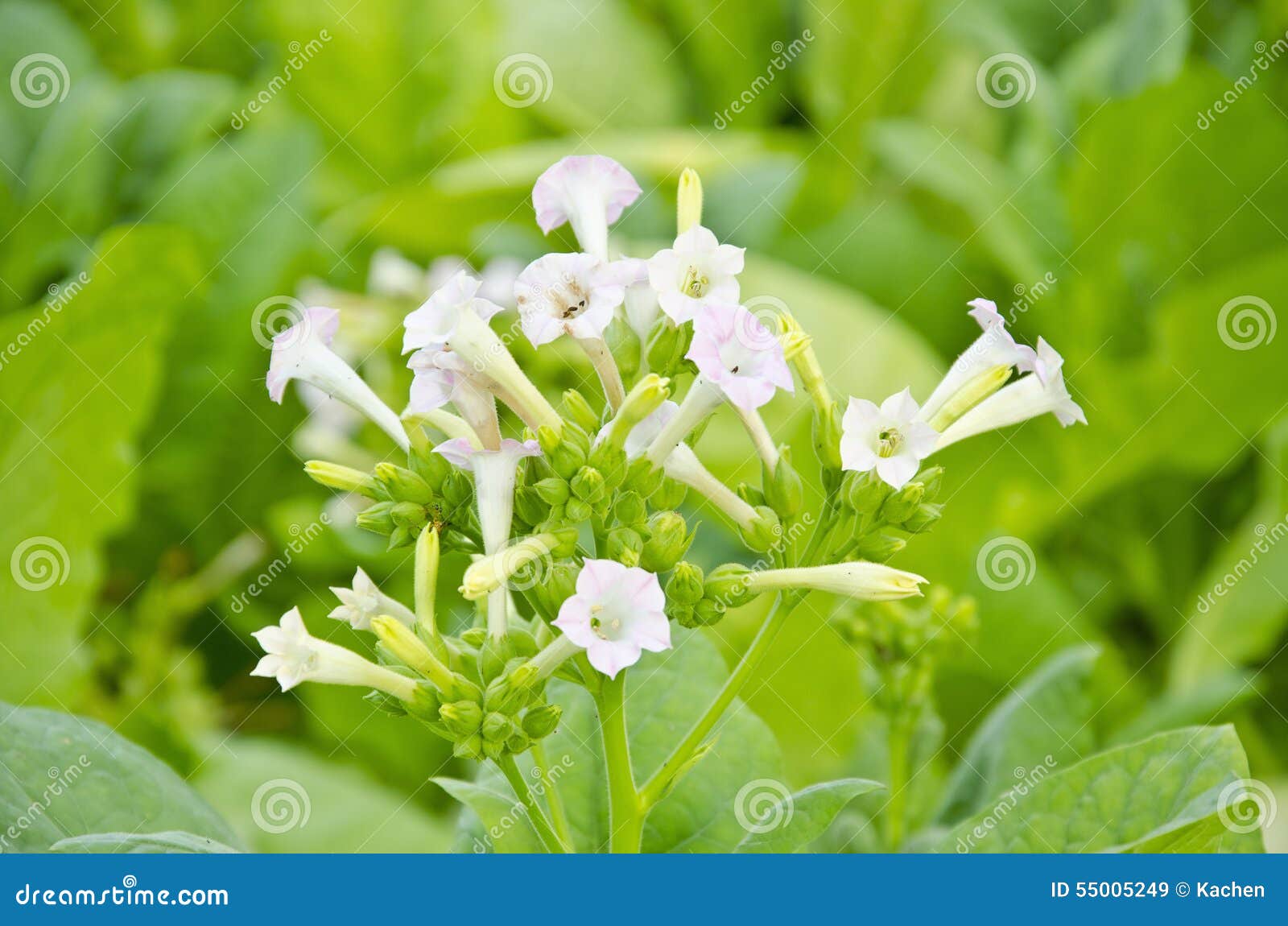 Tobacco flower stock image. Image of growing, field, agriculture - 55005249
