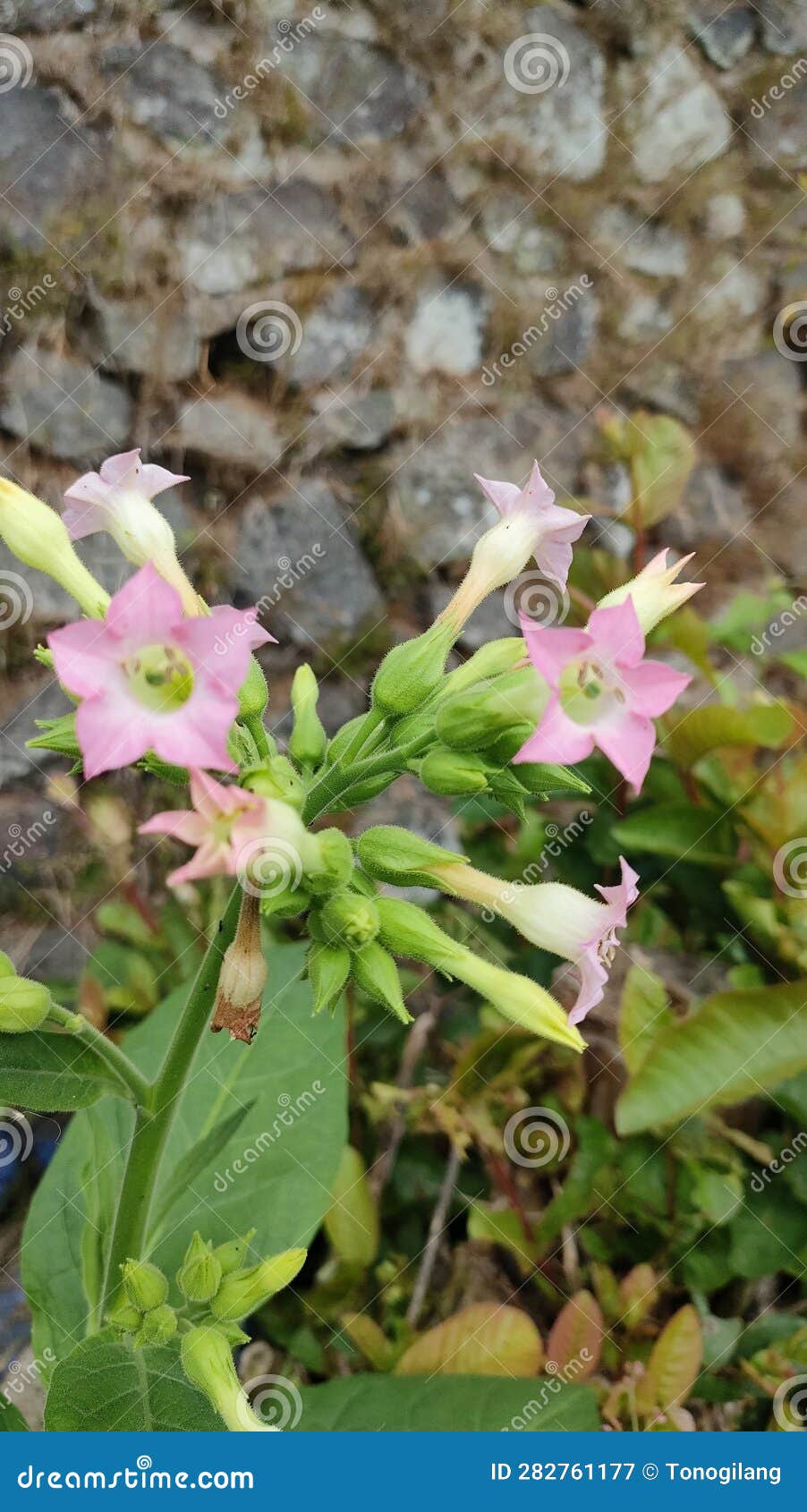 Tobacco flower stock image. Image of central, java, tobacc - 282761177