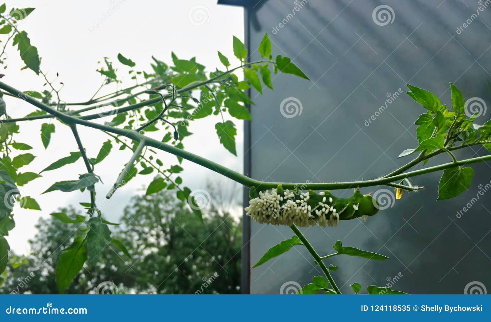 Tobacco Hornworm Manduca Sexta Often Confused With Tomato Hornworm Covered In Parasitic Wasp