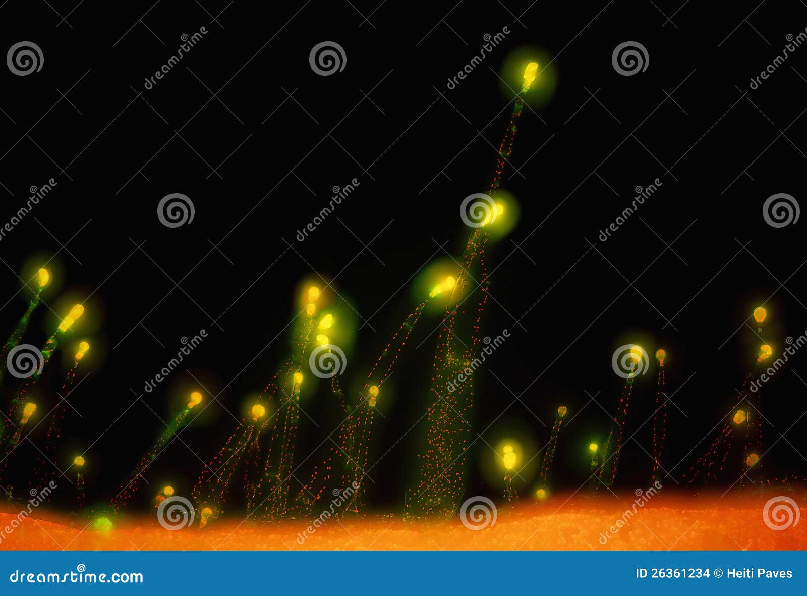 Leaf Hairs Of A Mullein Plant Verbascum Under The Microscope Stock ...