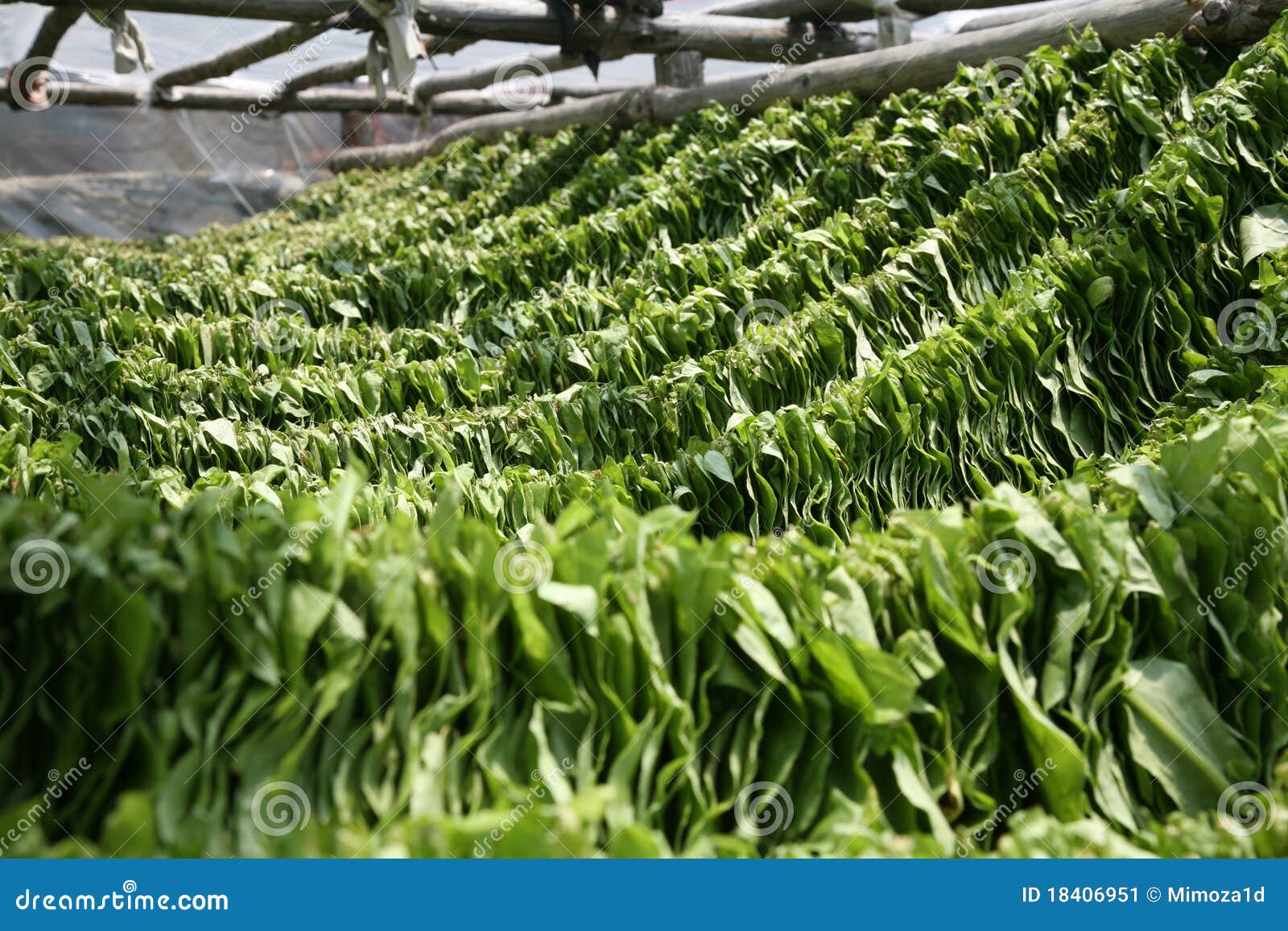Tobacco leaves drying stock image. Image of agriculture - 18406951