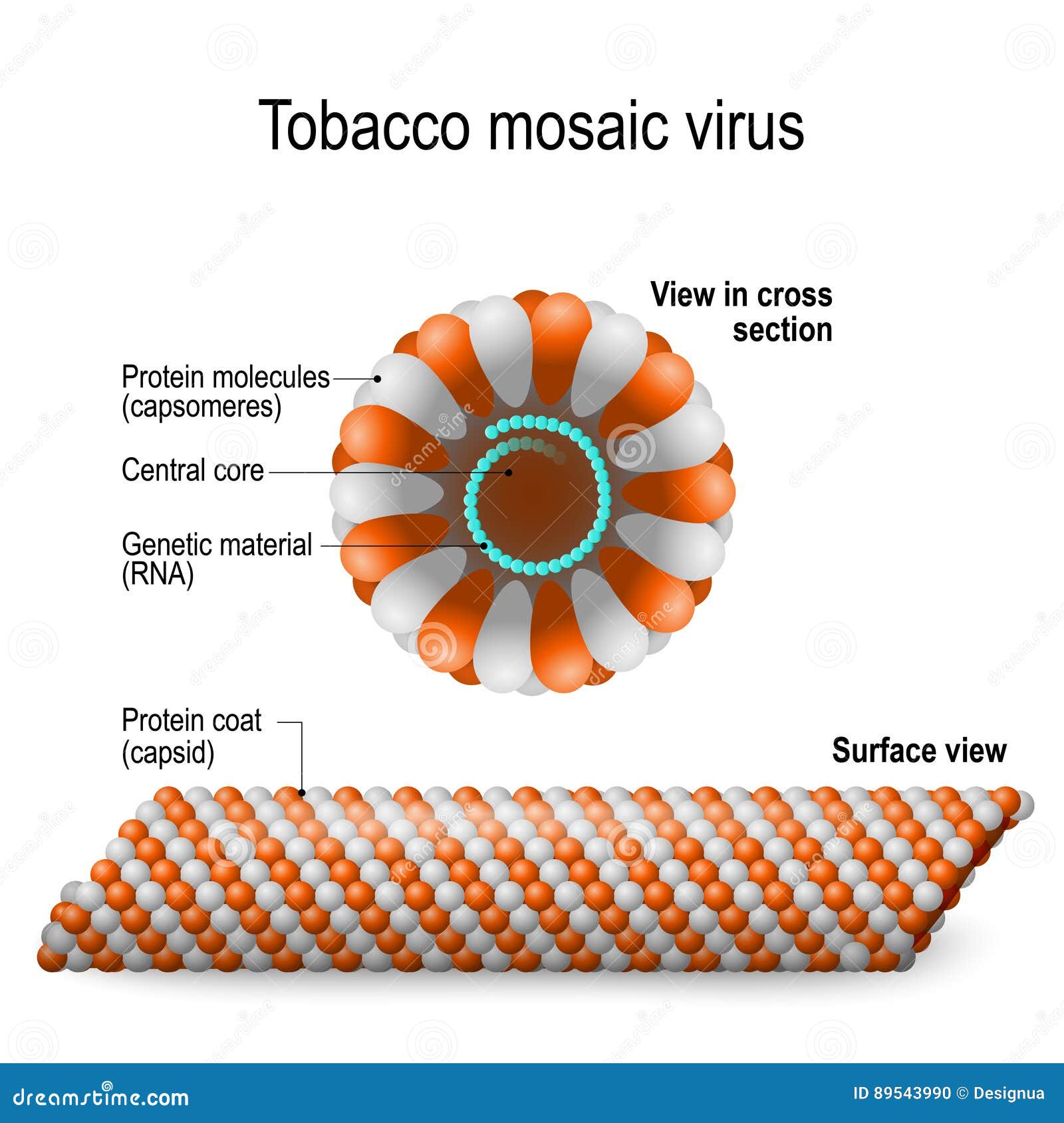 Tobacco Mosaic Virus Structure Tobacco Mosaic Virus Structure