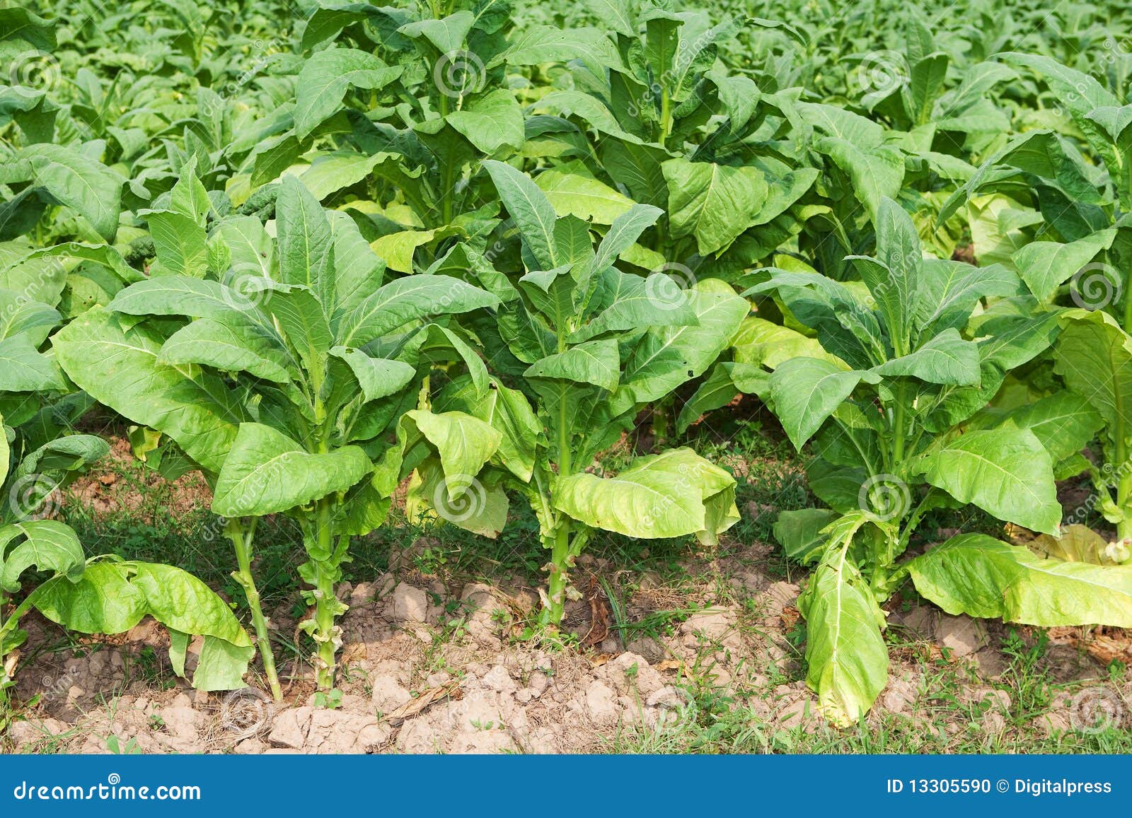 Tobacco Plant