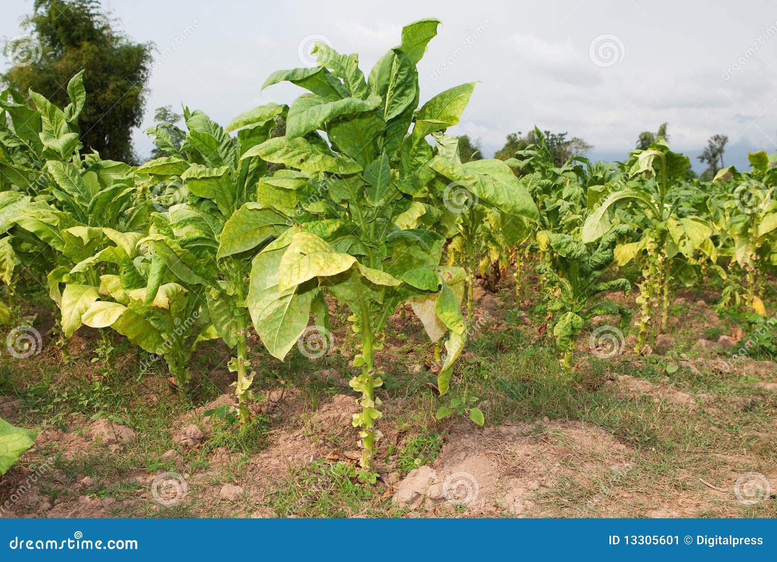 Tobacco plant stock image. Image of plantation, plant - 13305601