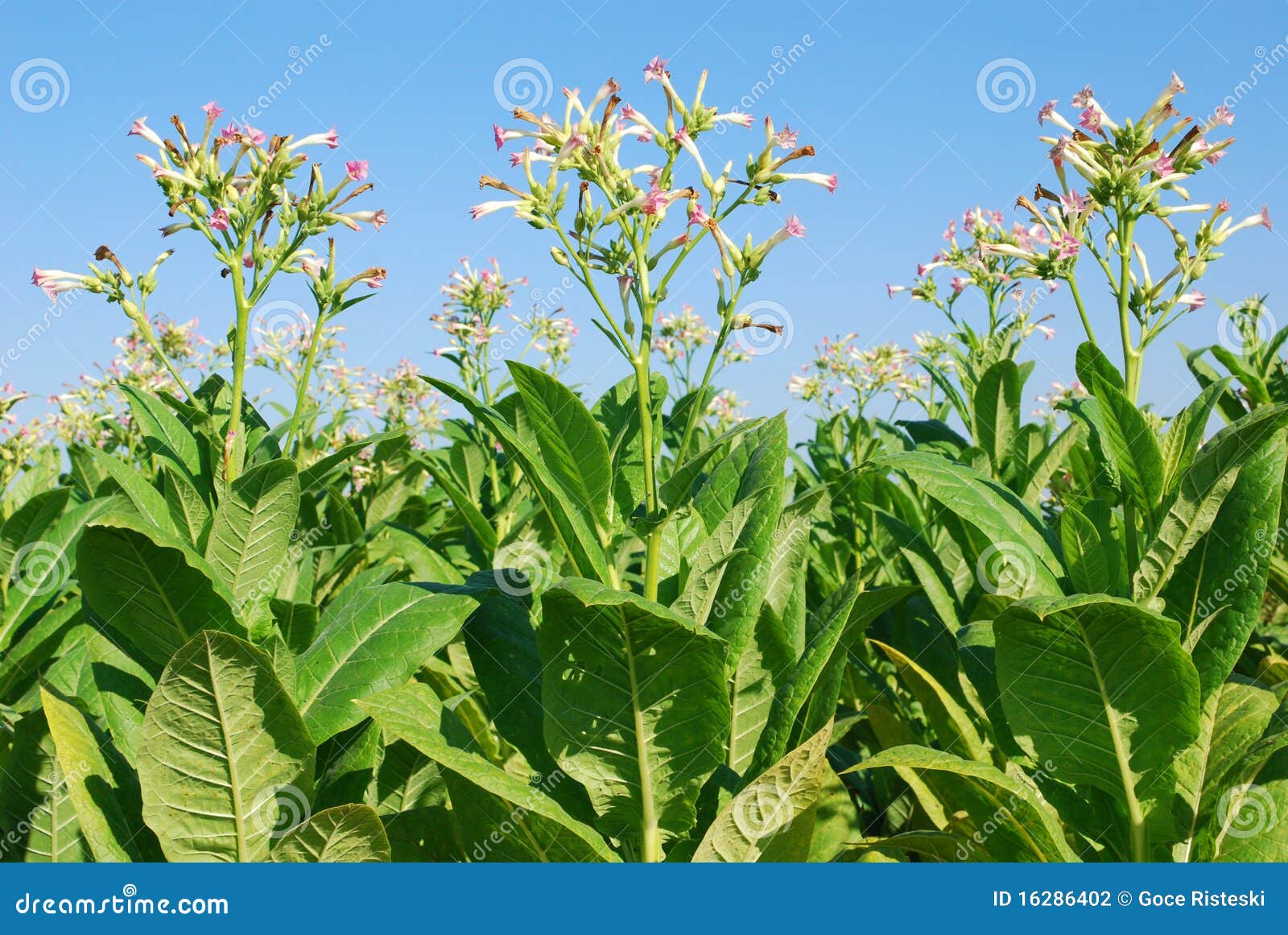 Tobacco plant stock photo. Image of blue, cigarette, blossom - 16286402
