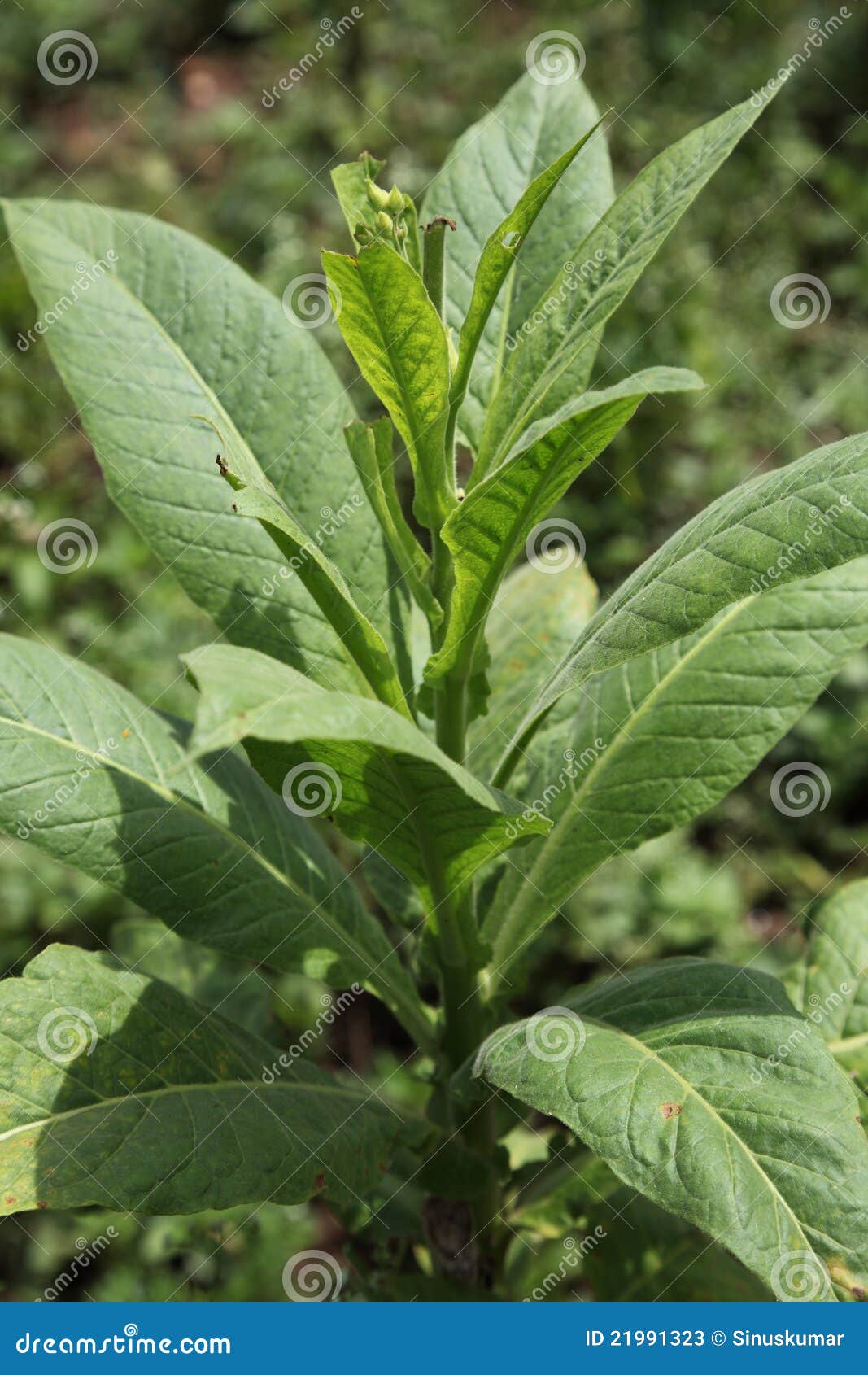 Tobacco Plant stock image. Image of agriculture, farming - 21991323