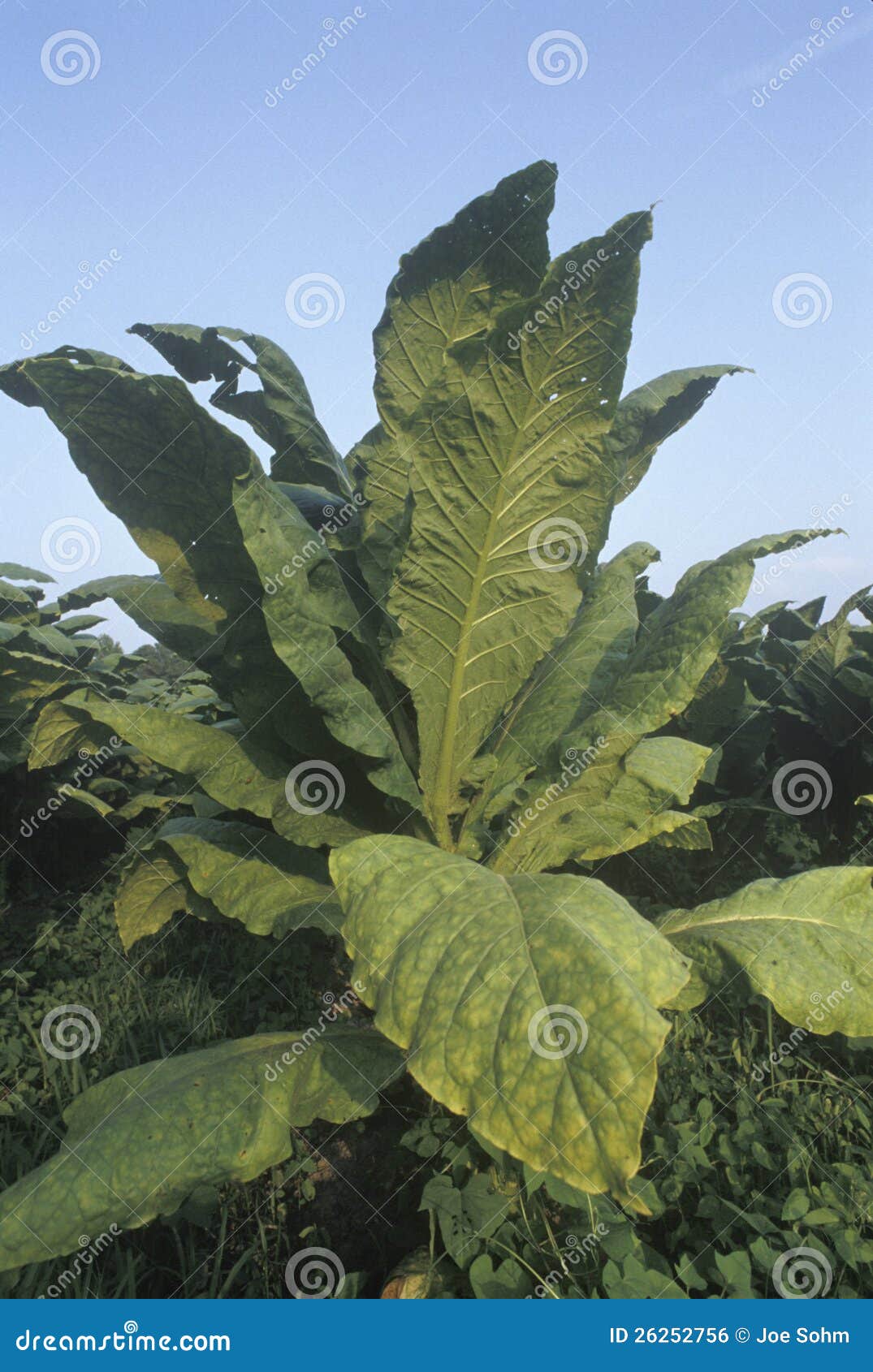 Tobacco plant stock photo. Image of tobacco, leaves, plant - 26252756