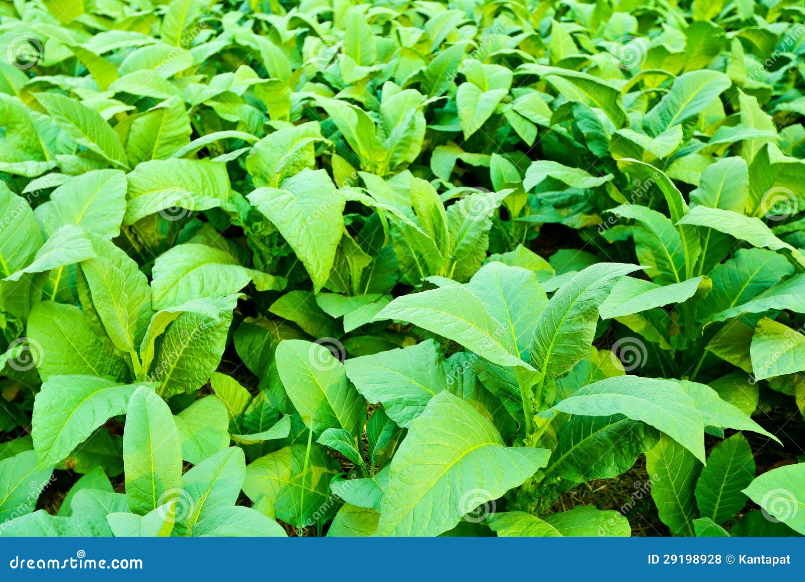 Tobacco plant. stock photo. Image of industry, growing - 29198928