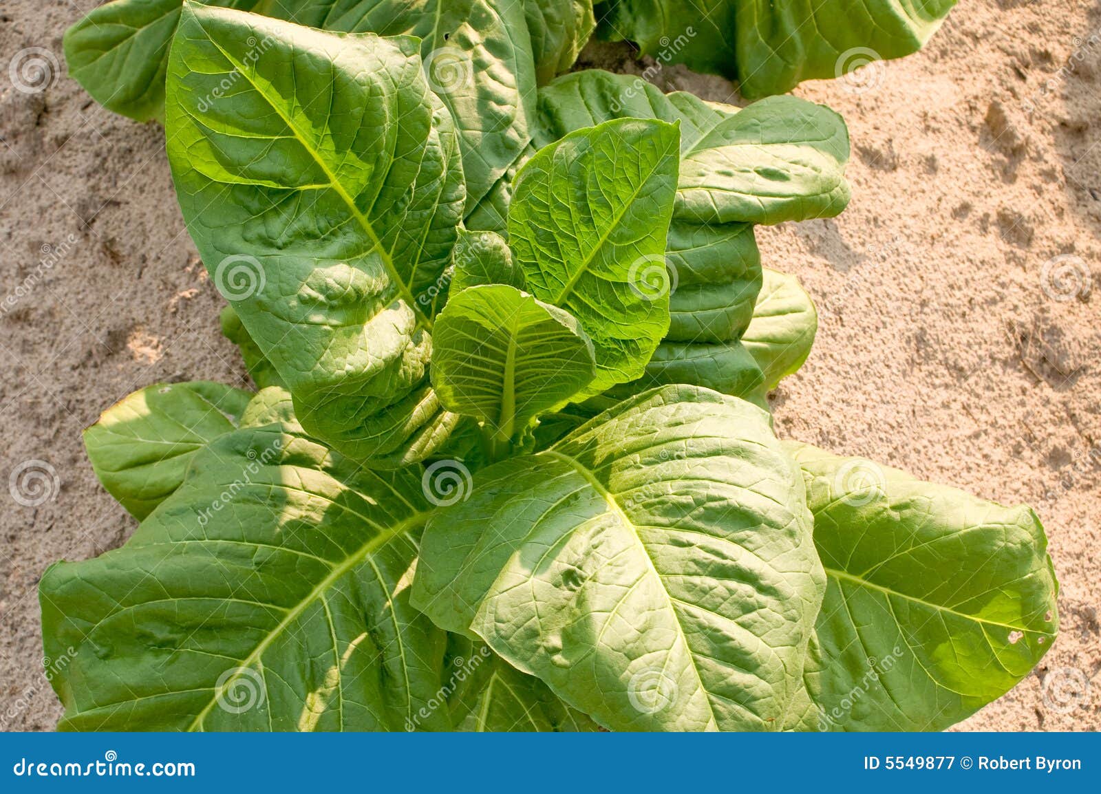 Tobacco Plant Nicotiana Alata Royalty-Free Stock Photo | CartoonDealer ...