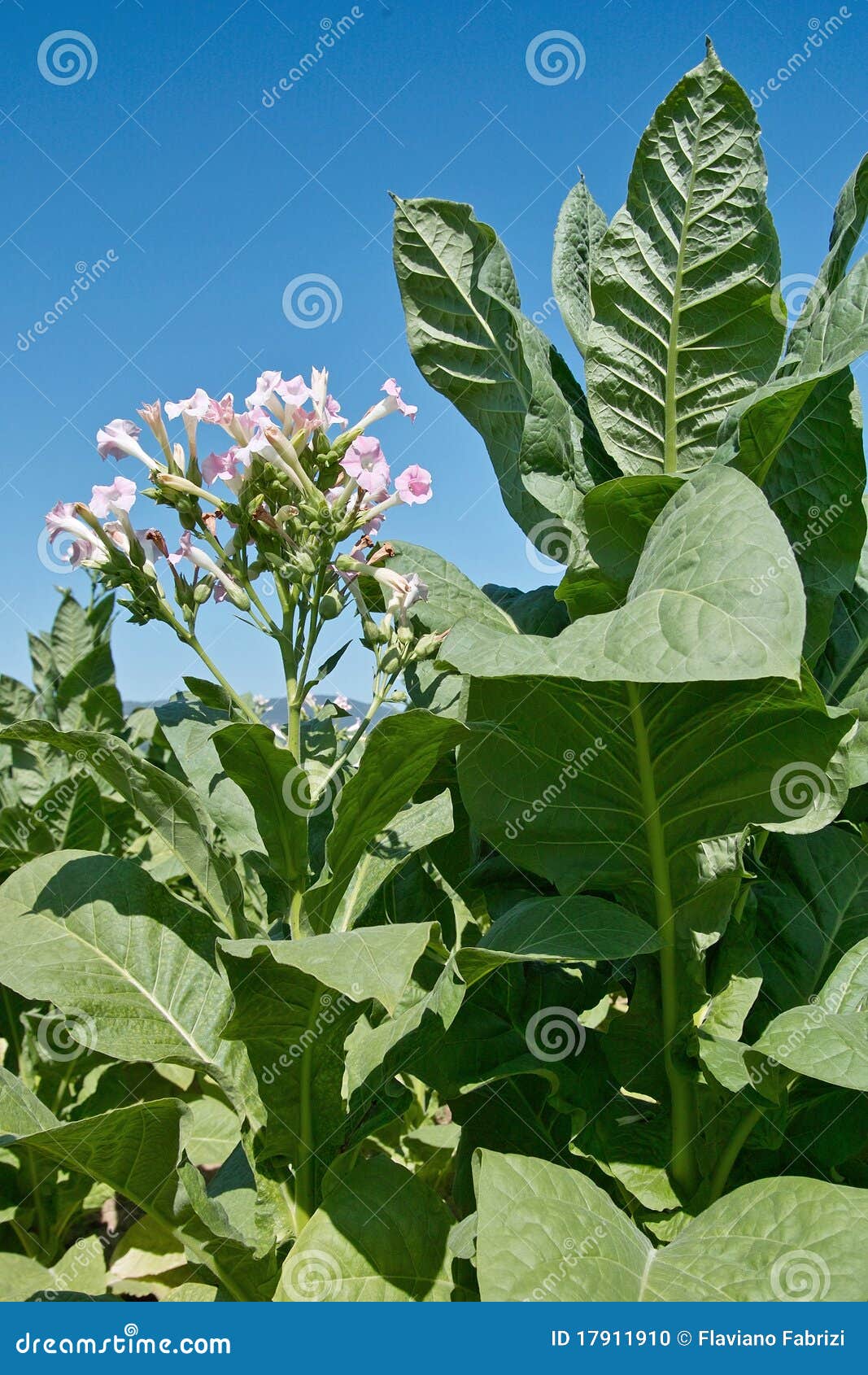 Tobacco plant in bloom stock photo. Image of leaf, tobacco - 17911910