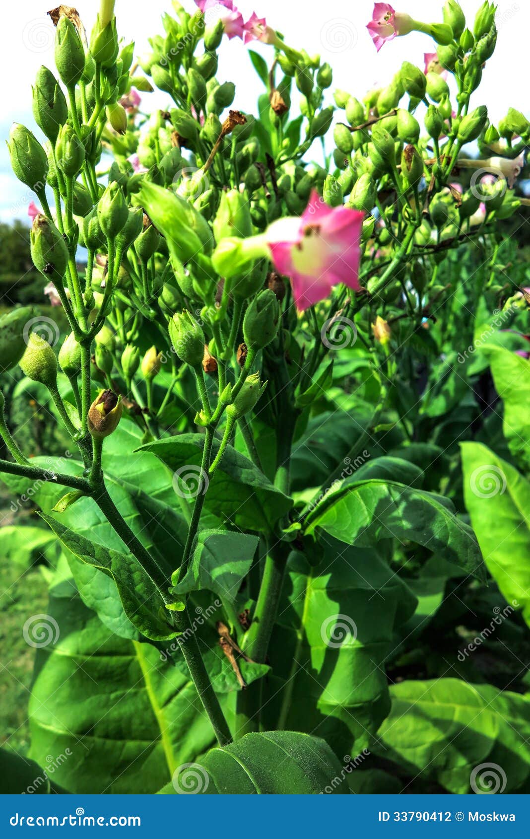 Tobacco plant stock photo. Image of nature, organic, botany - 33790412
