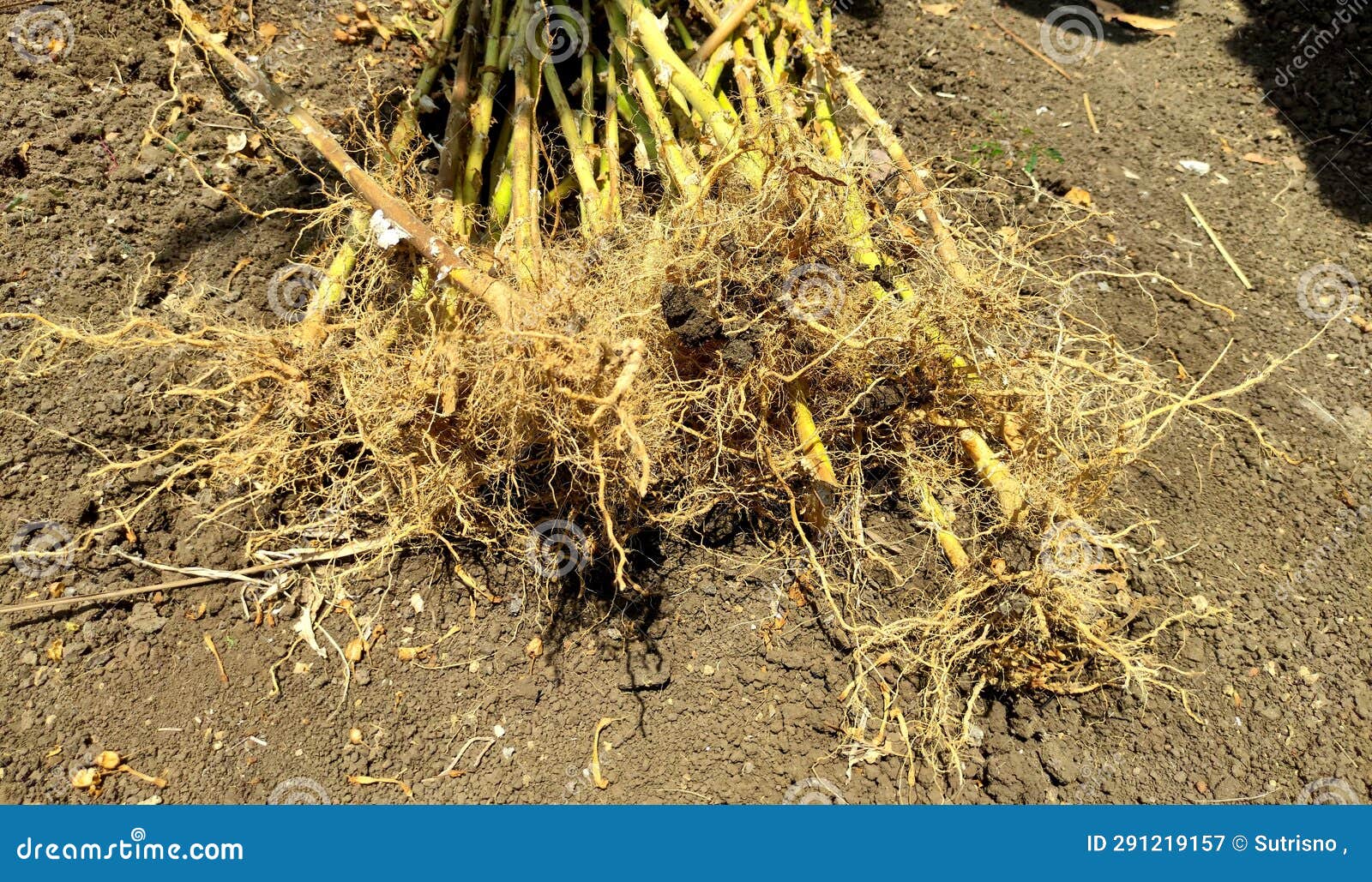 Tobacco Plant Roots after Harvest. Tobacco Root Stock Image - Image of ...