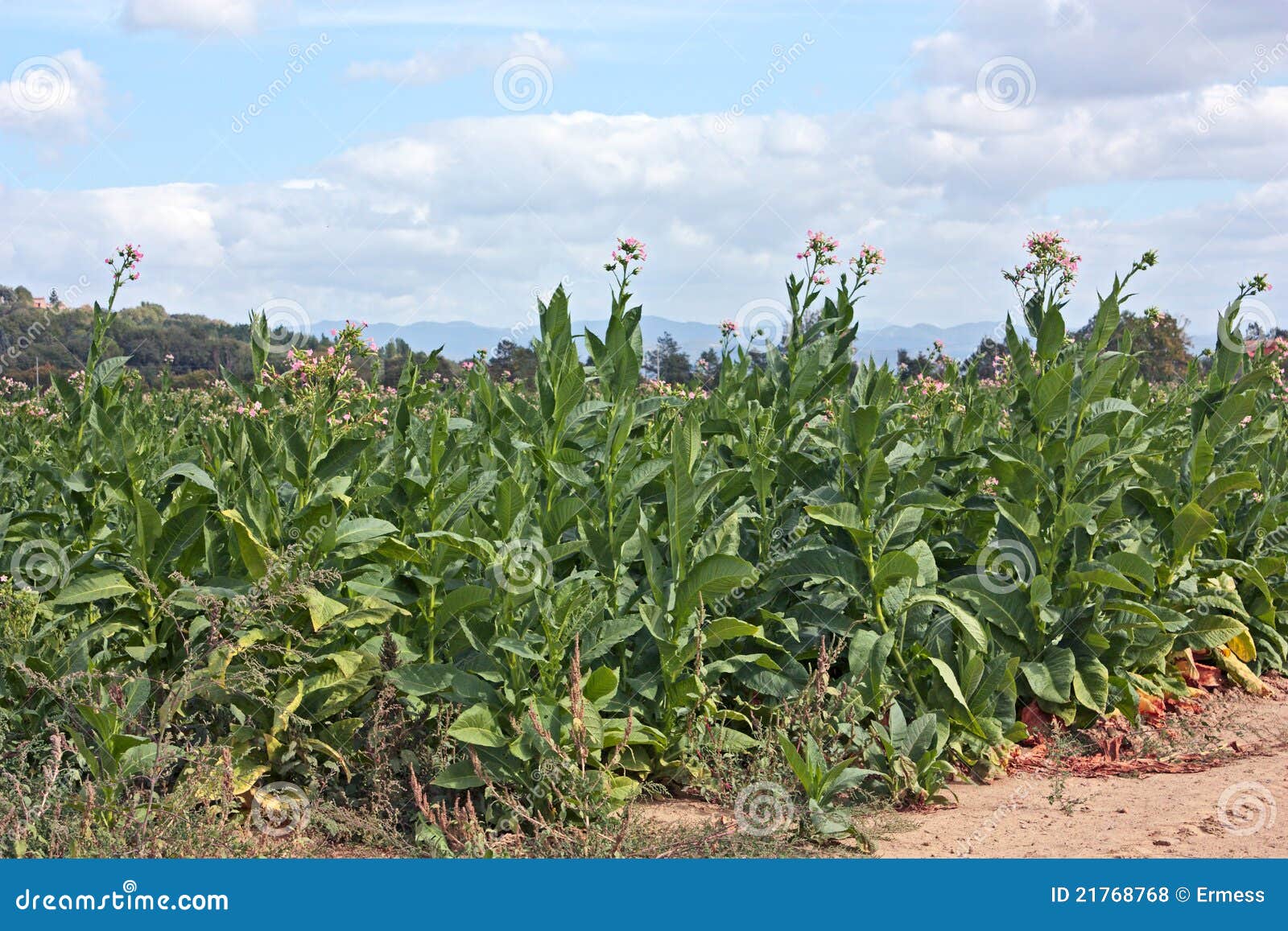 Tobacco plants stock photo. Image of flower, rural, tobacco - 21768768