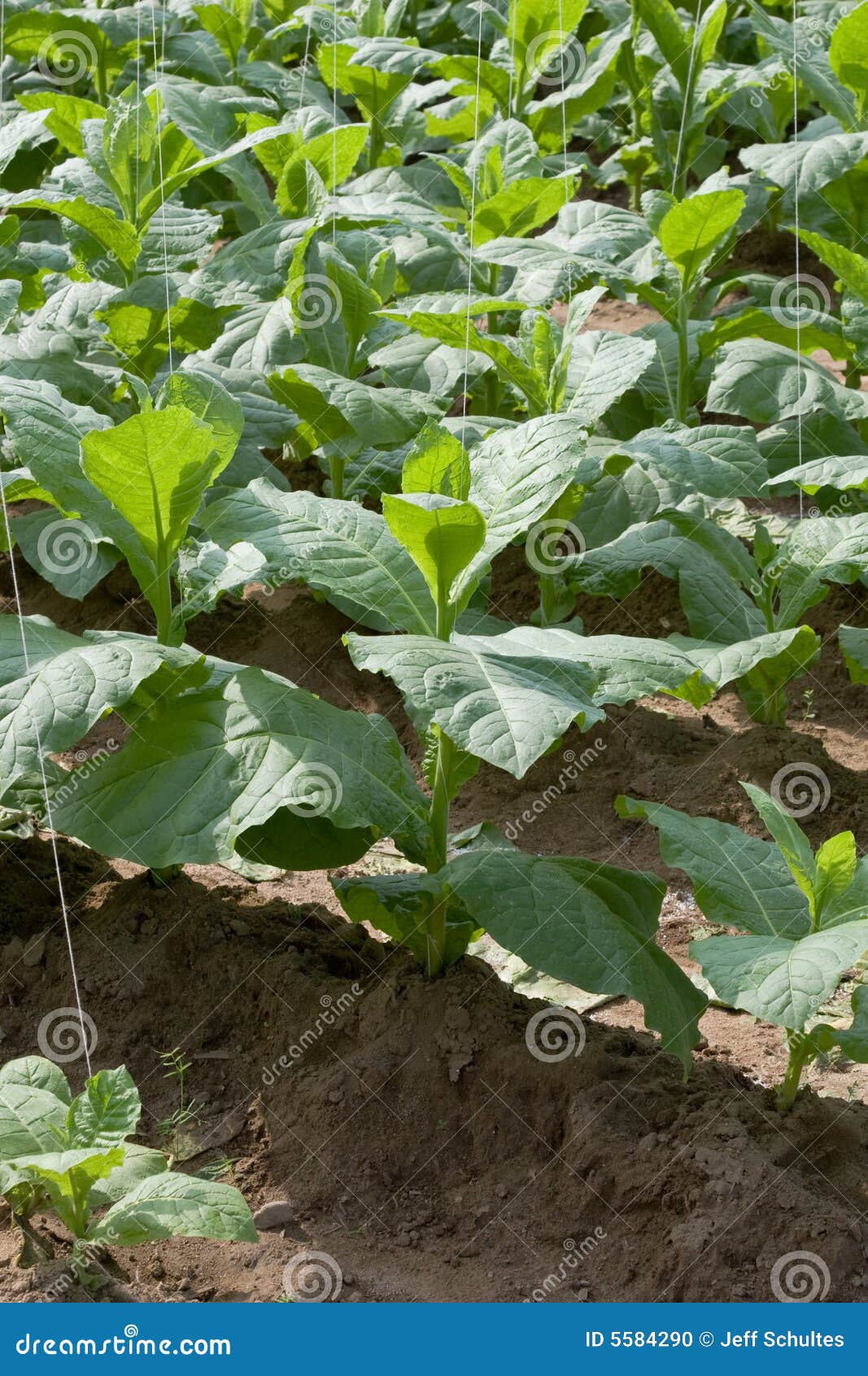 Tobacco plants stock photo. Image of tobacco, mesh, shade - 5584290