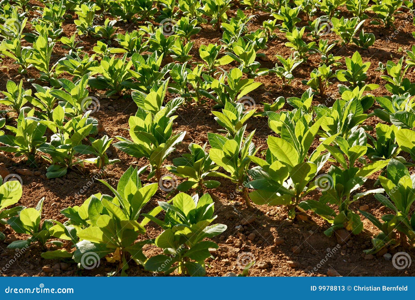Tobacco plants stock image. Image of natural, smoking - 9978813