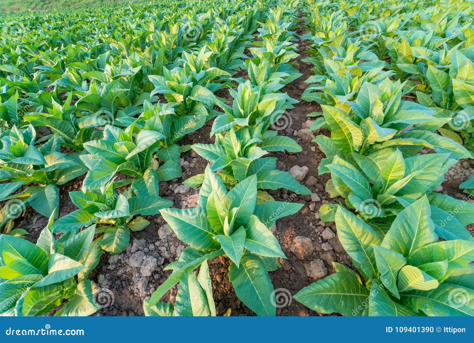 Tobacco plants stock photo. Image of plantation, growth - 109401390