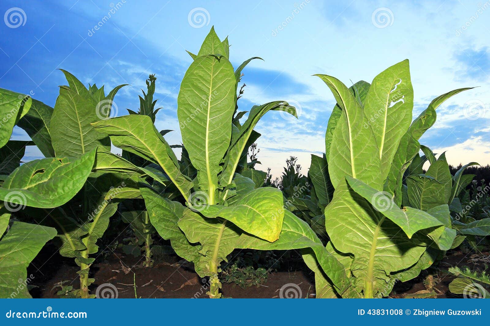 Tobacco Plants stock photo. Image of farm, acres, field - 43831008