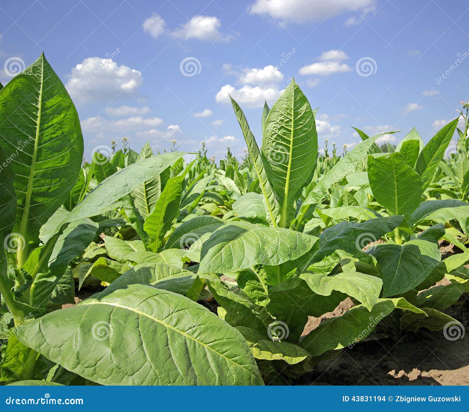 Tobacco Plants stock photo. Image of cigarettes, nature - 43831194