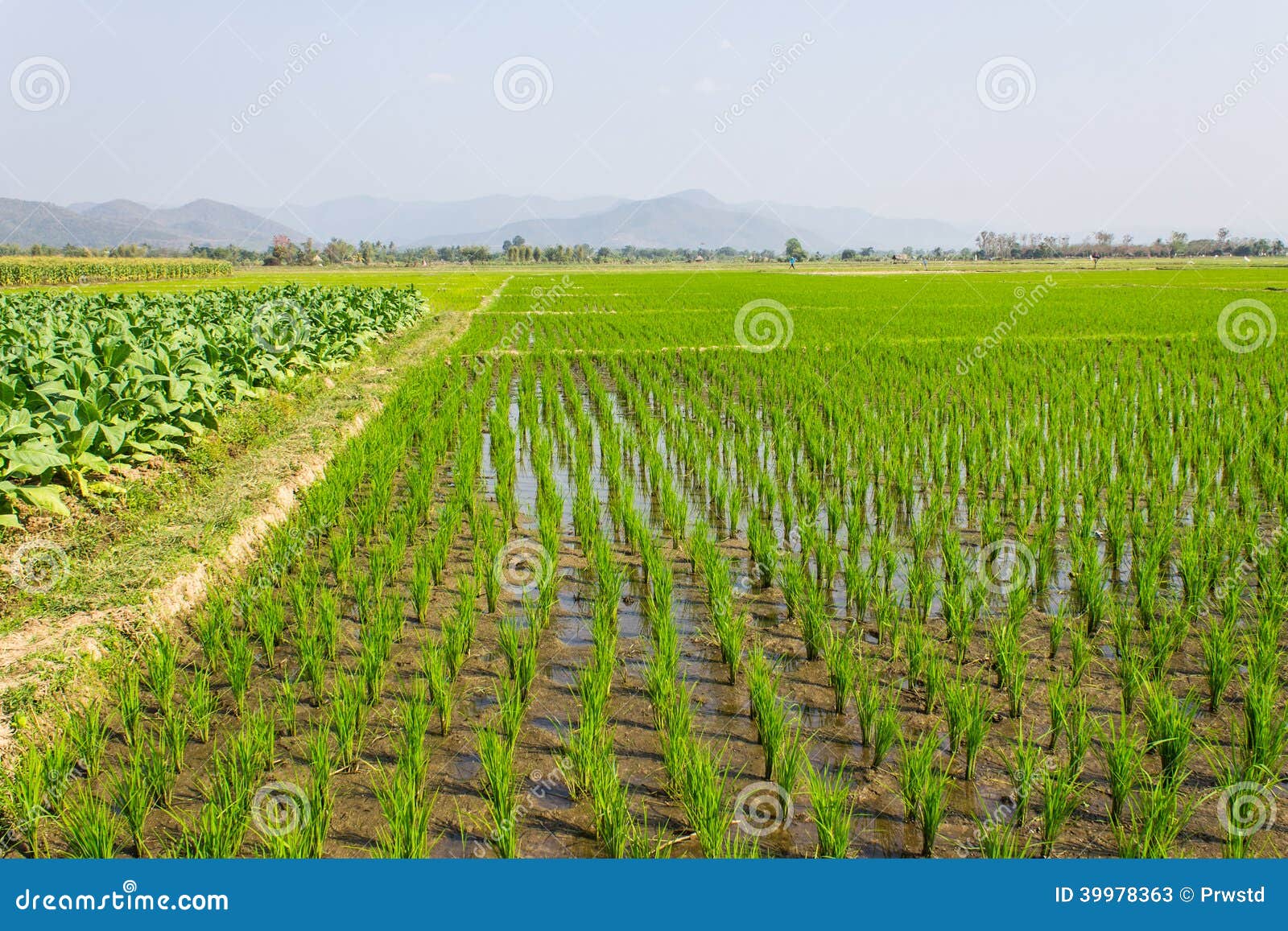 Tobacco Plants, Rice Field and Corn Stock Image - Image of agriculture ...