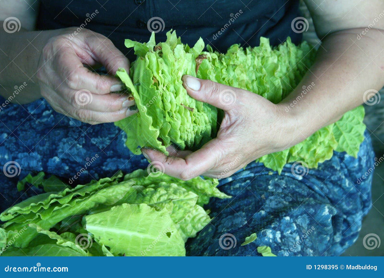Tobacco stringing 002 stock image. Image of agriculture - 1298395