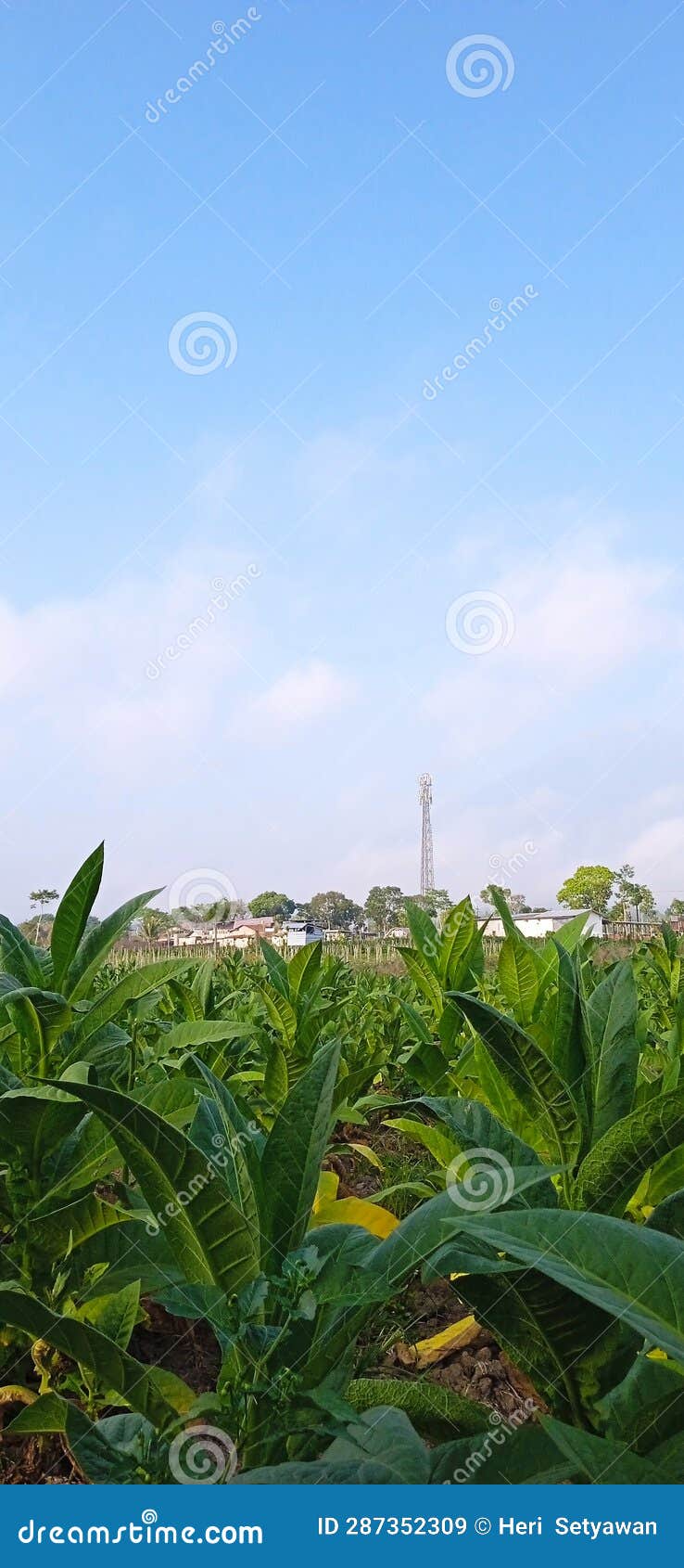 Tobaco in Indonesia stock image. Image of flower, leaf - 287352309