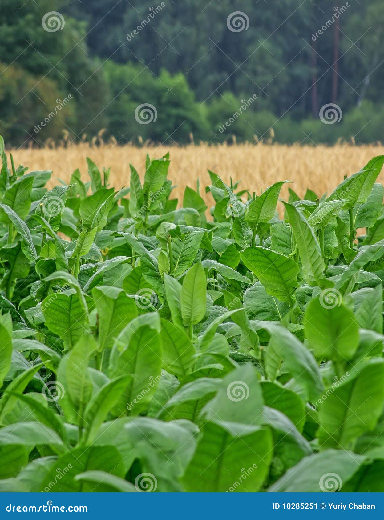 Tobaco plant stock image. Image of harvest, countryside - 10285251